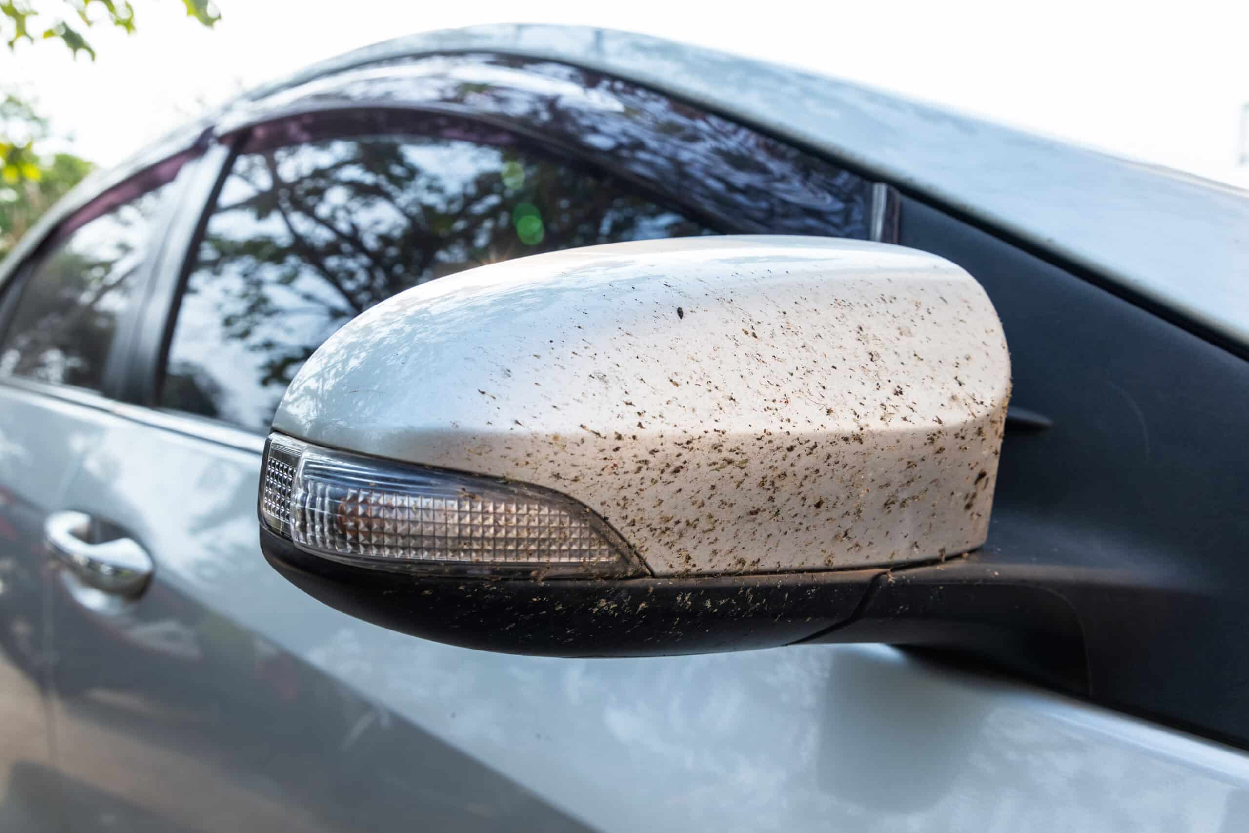 How to Remove and Prevent Bugs and Tar on your Car · SPA Car Wash